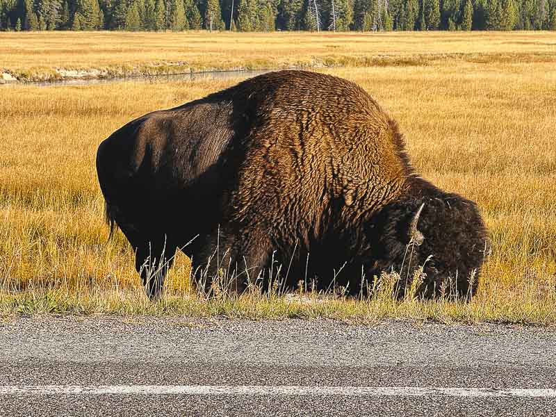 Yellowstone National Park Travel Guide for First Time Visitors
