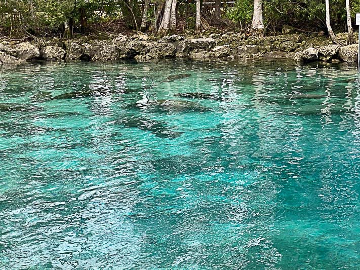 How to Swim with Manatees in Crystal River Florida